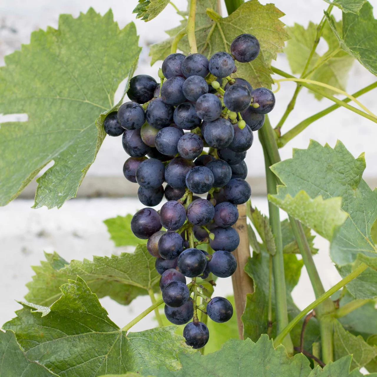 Blaue Bio-Rebe «Divico» – Biologische Reben für Naturgärten