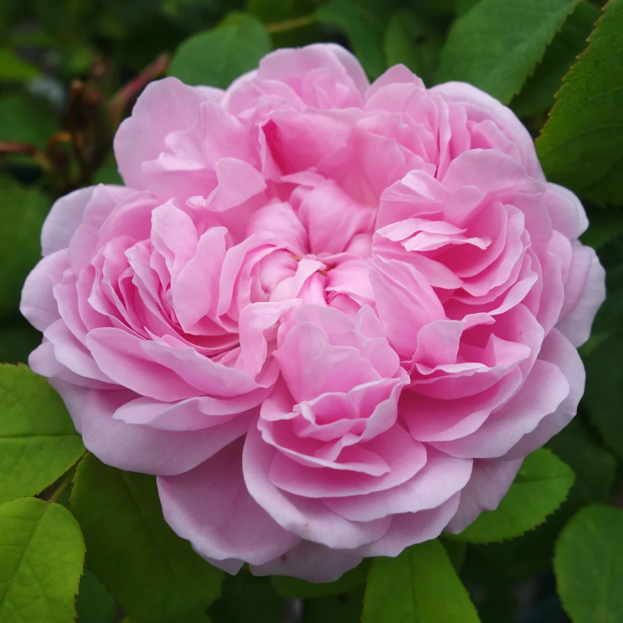 Historische Rose 'Jacques Cartier' – Biologische Rosen