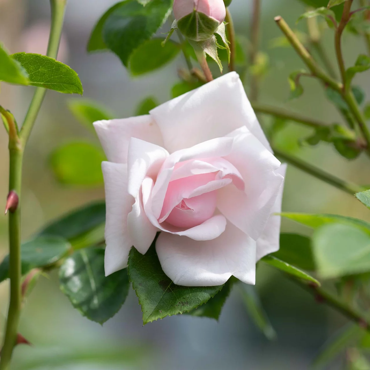 Rosier grimpant 'New Dawn' – Roses biologiques robustes