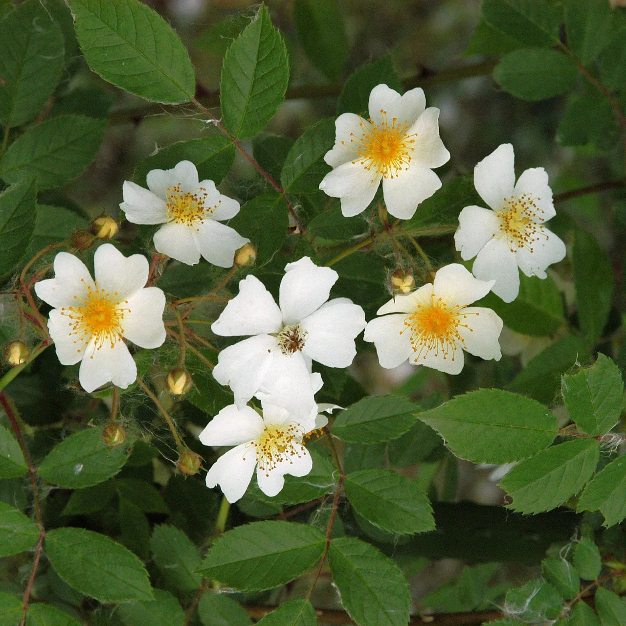 Rambler-Rose 'Rosa Helenae' – Robuste biologische Rosen