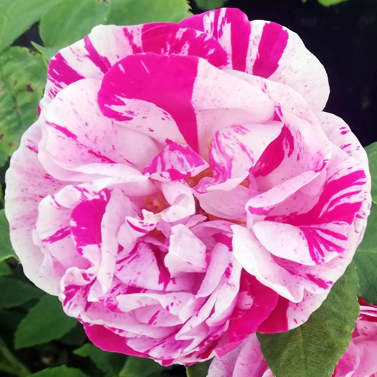 Rosier arbustif ancien 'Ferdinand Pichard' – Roses biologiques