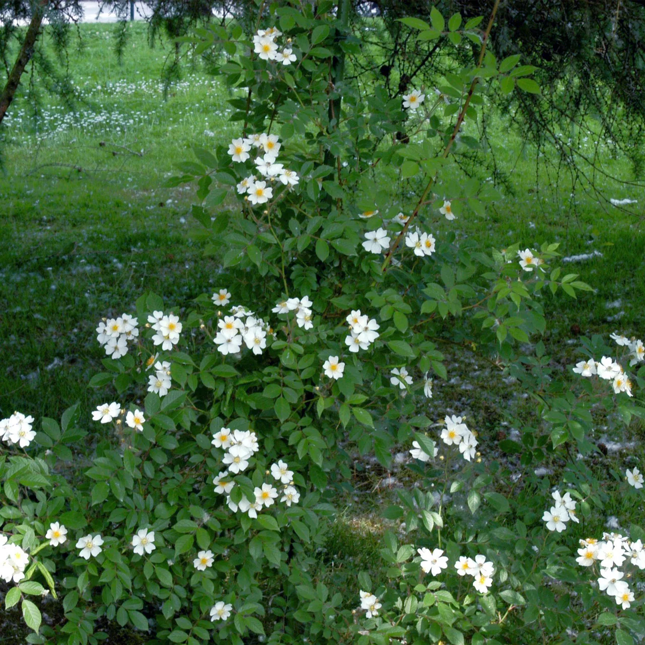 Rambler-Rose 'Rosa Helenae' – Robuste biologische Rosen