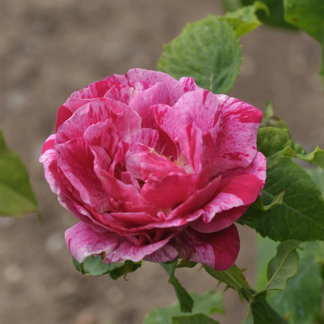 Rosier arbustif ancien 'Ferdinand Pichard' – Roses biologiques