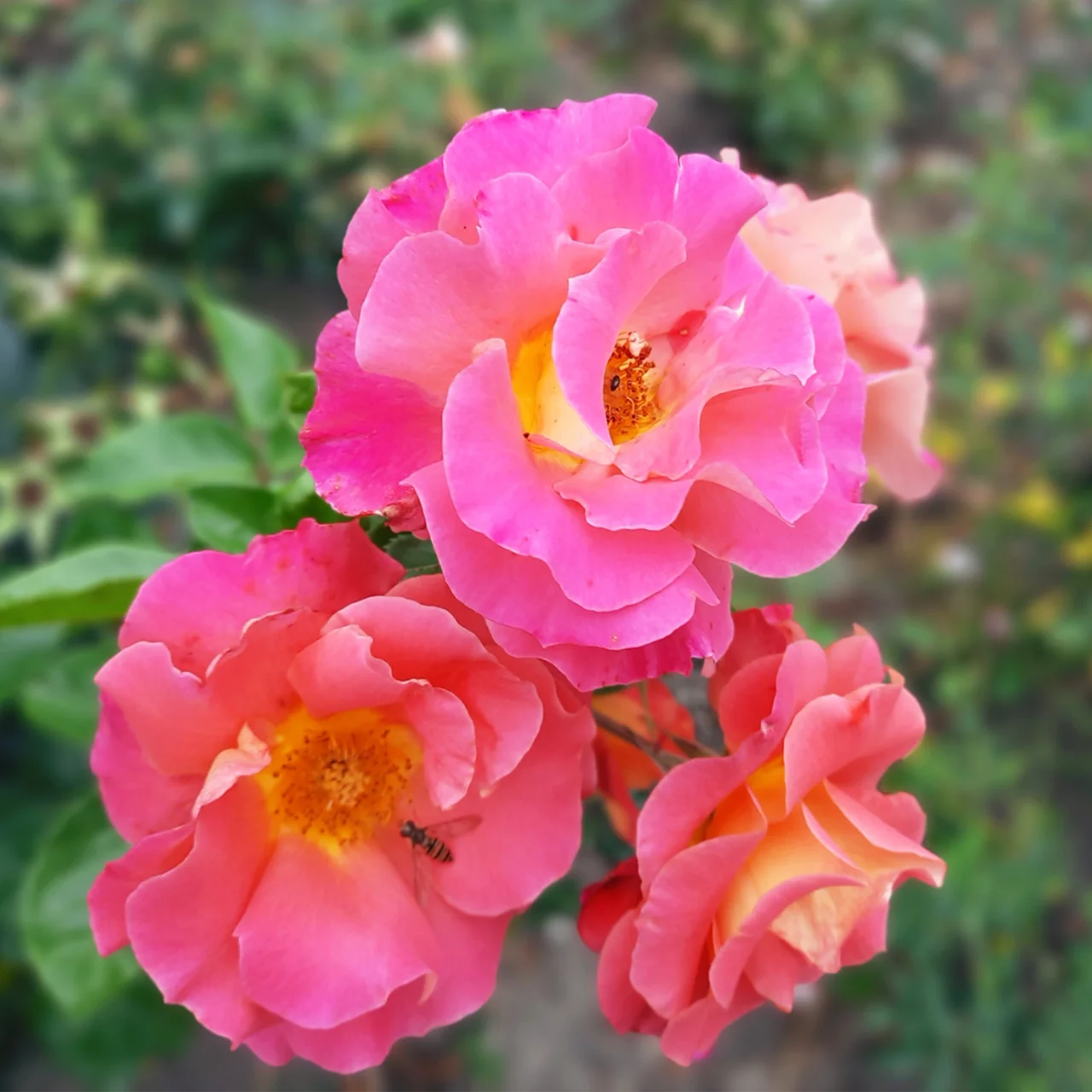 Beetrose ‘Miss Kate®’ in Bio-Qualität – Robuste Bio-Rosen