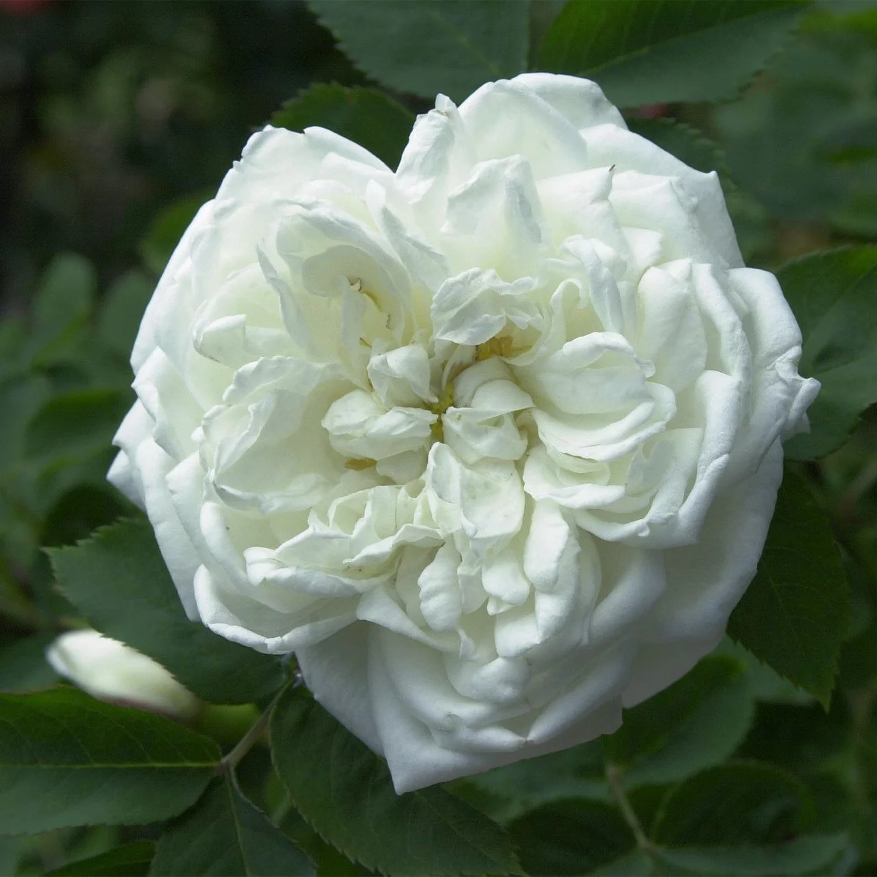 Strauchrose 'Karl Förster' – Robuste biologische Rosen