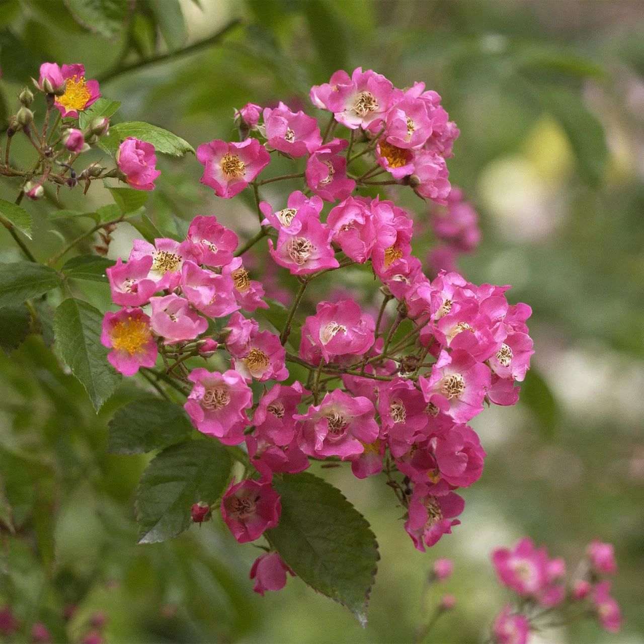 Rambler-Rose Rose 'Maria Lisa' – Robuste Bio-Rosen