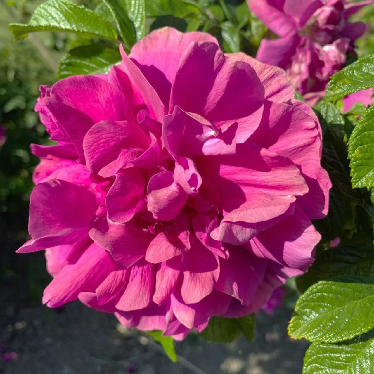 Rugosa-Rose 'Roseraie de l'Hay' – Robuste Bio-Rosen