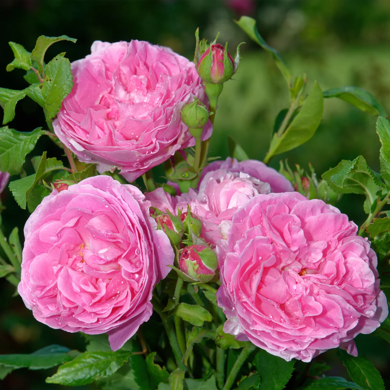 Rosier arbustif ancien 'Louise Odier' – Roses biologiques