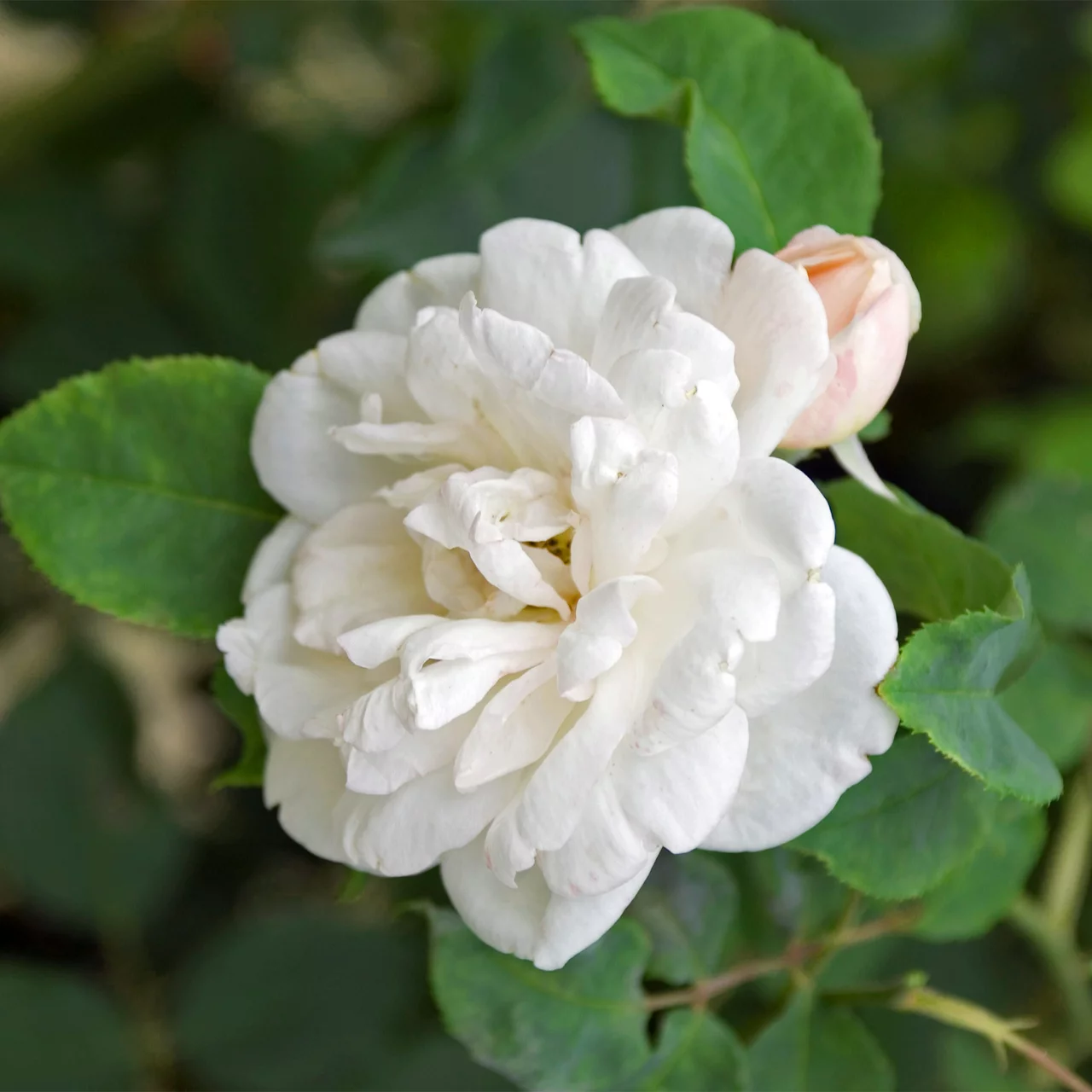 Kletterrose 'Mme Alfred Carrière' – Robuste Bio-Rosen