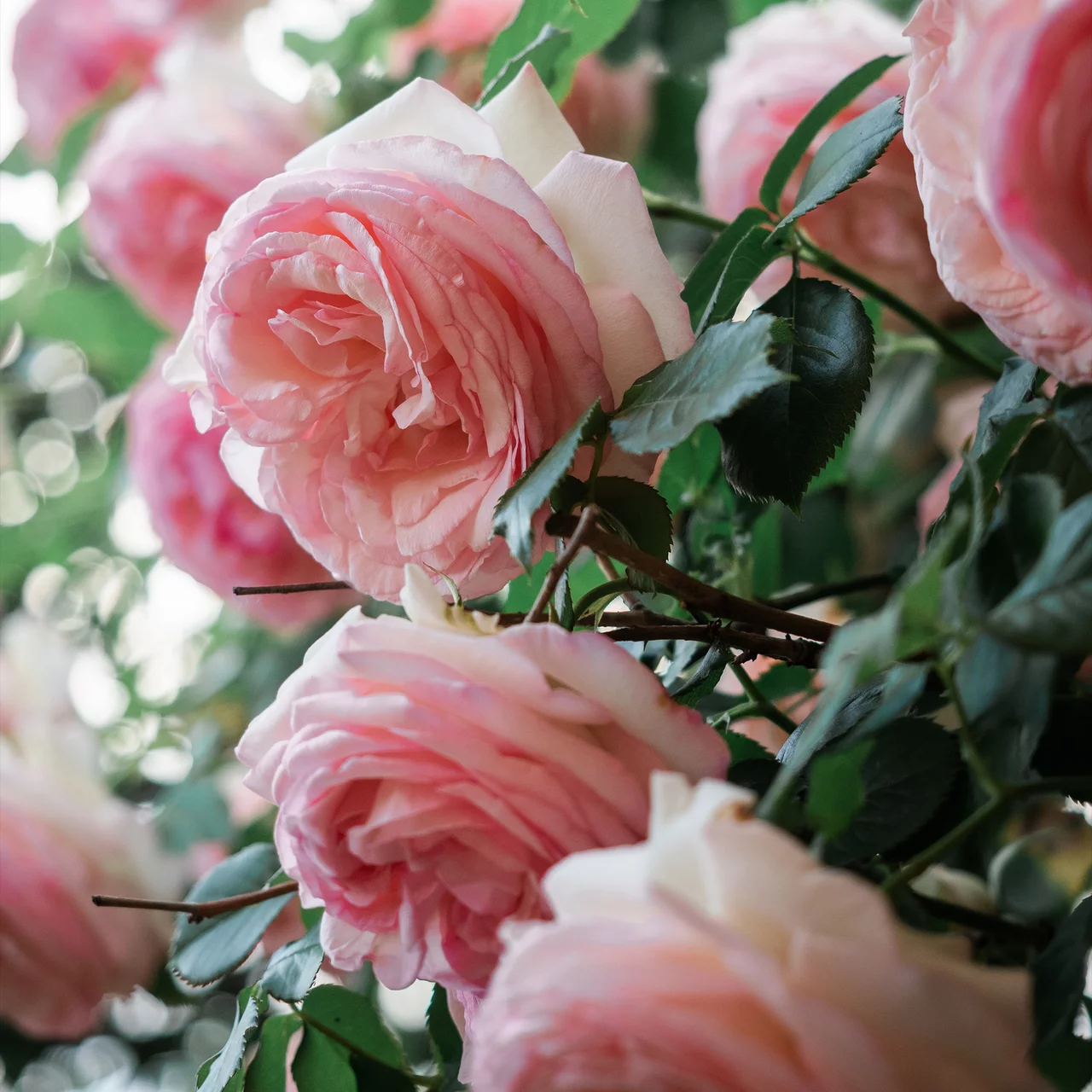 Rambler-Rose ‘Darlow's Enigma’ – Robuste Bio-Rosen