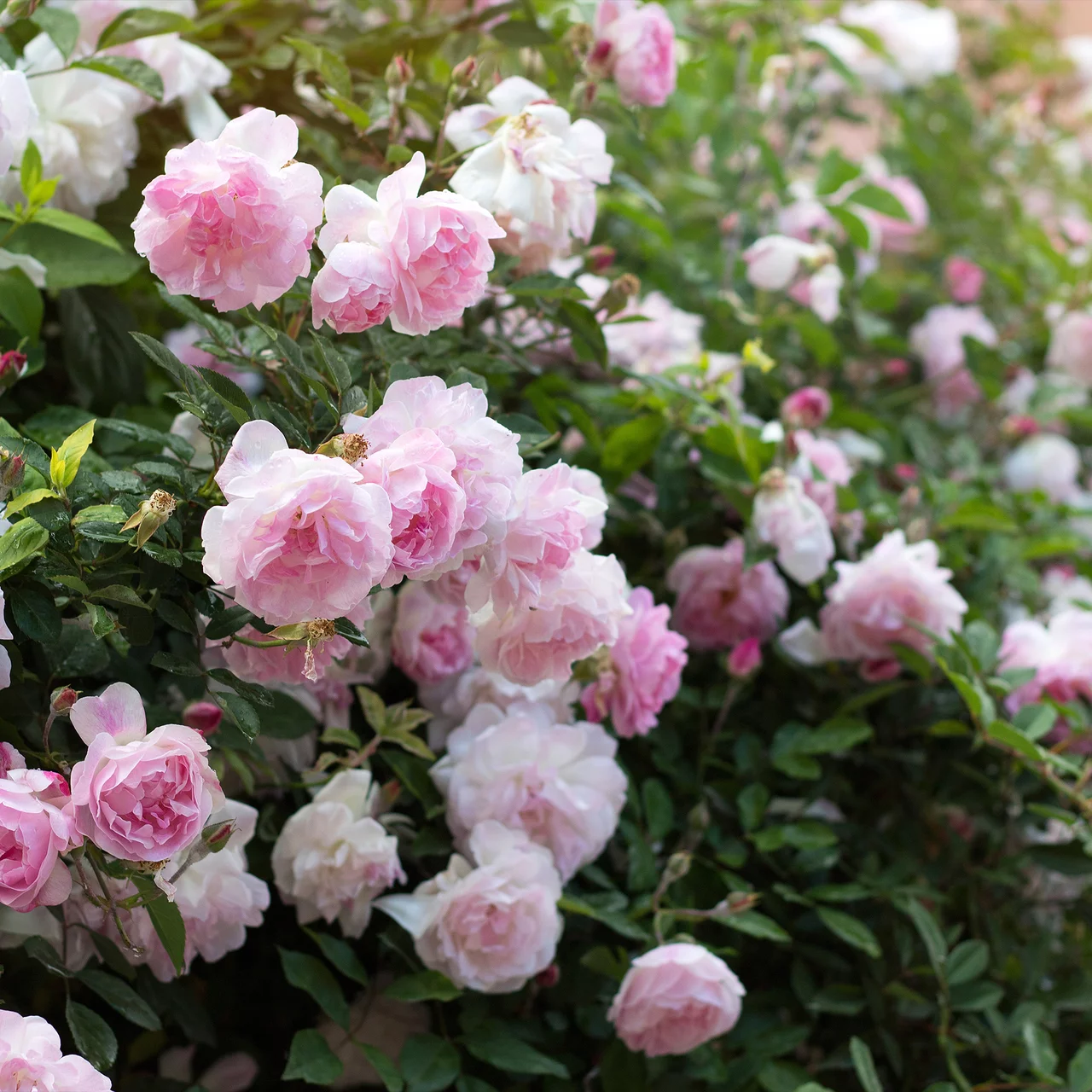 Rambler-Rose 'Frau Eva Schubert' – Robuste Bio-Rosen