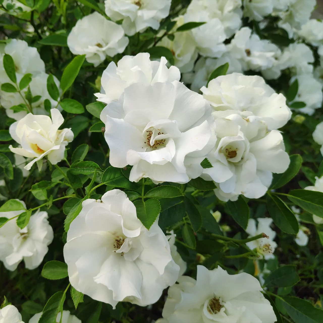 Rosier buisson 'Virgo Maria' – Roses biologiques robustes