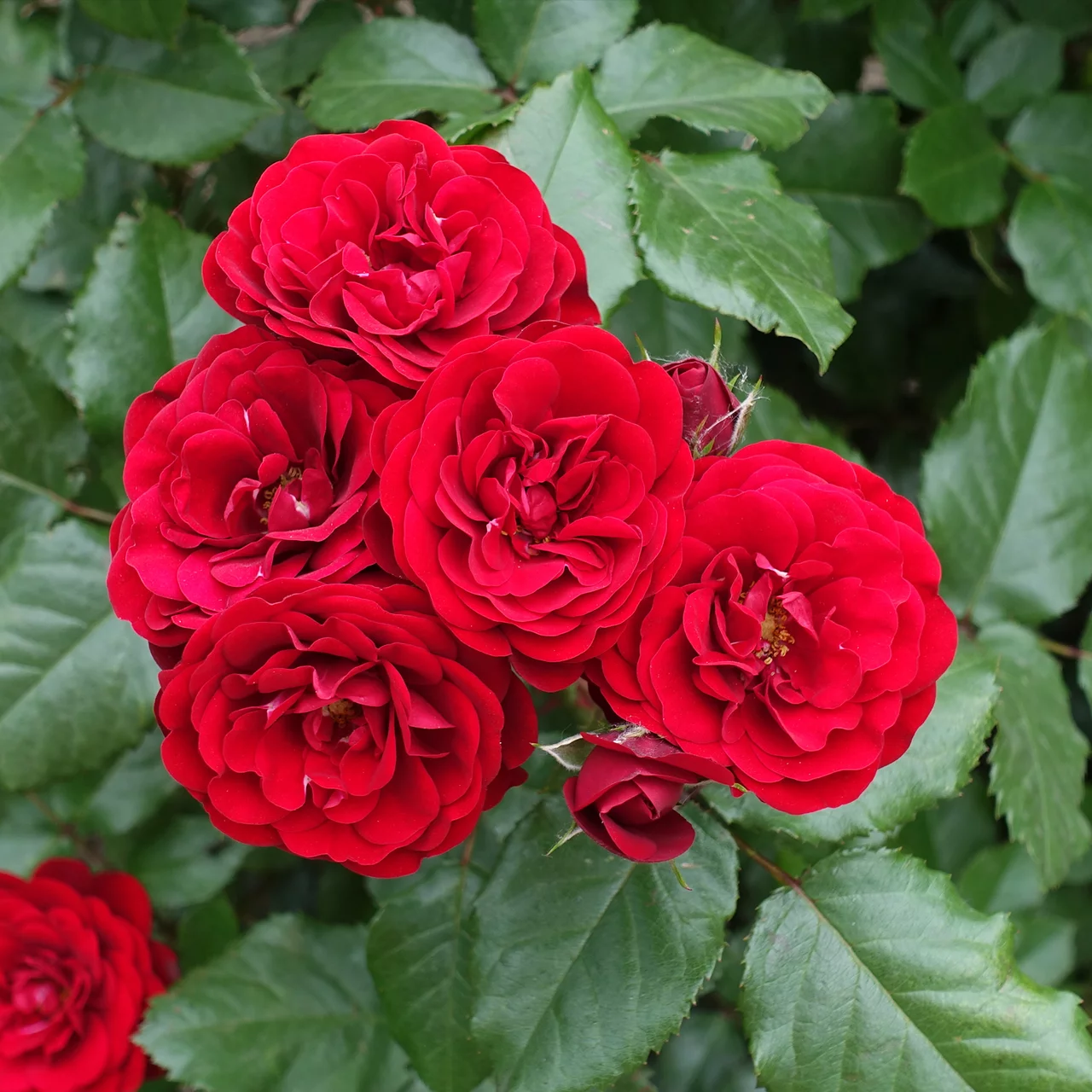 Rosier arbustif 'Alfred de colomb' – Roses biologiques robustes