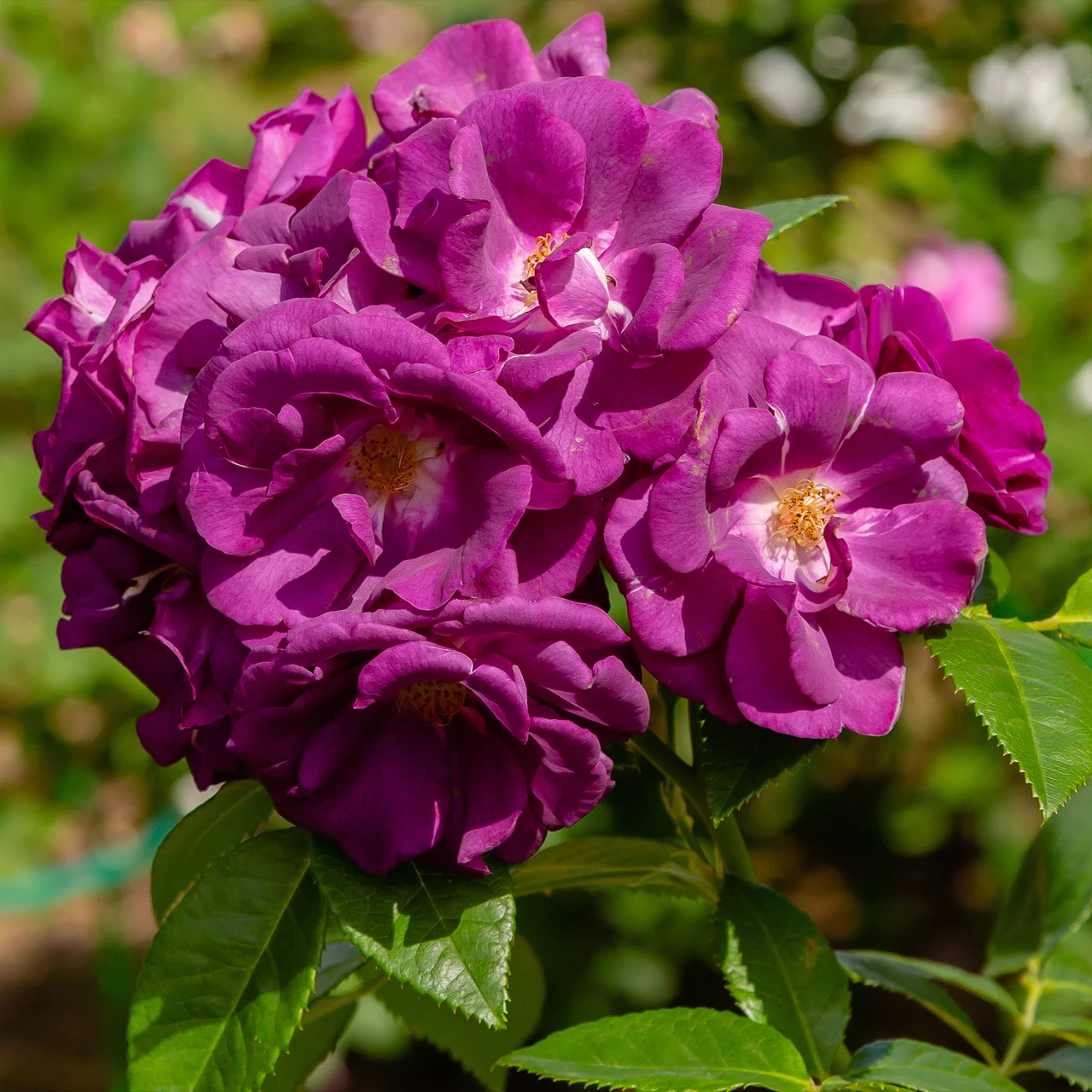 Rosier grimpant 'Rosengarten Zweibrücken®' – Roses bio