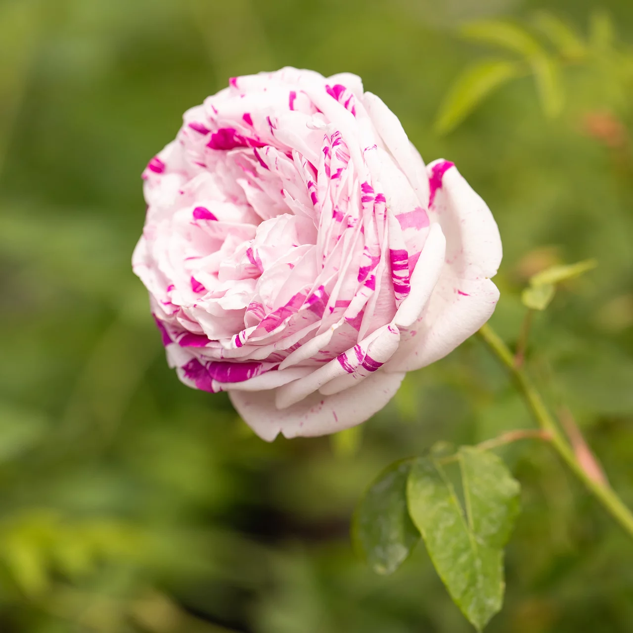 Rosier arbustif ancien 'Ferdinand Pichard' – Roses biologiques