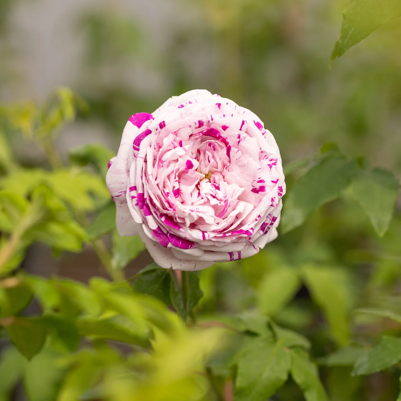Rosier arbustif ancien 'Ferdinand Pichard' – Roses biologiques