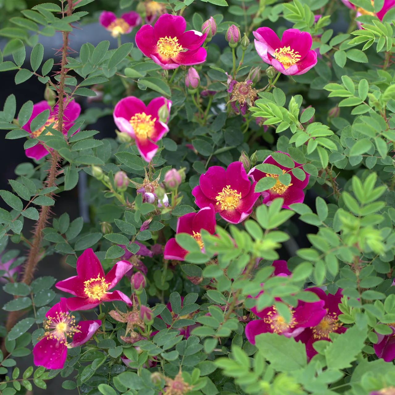 Wildrose 'Single Red' (Red Nelly)