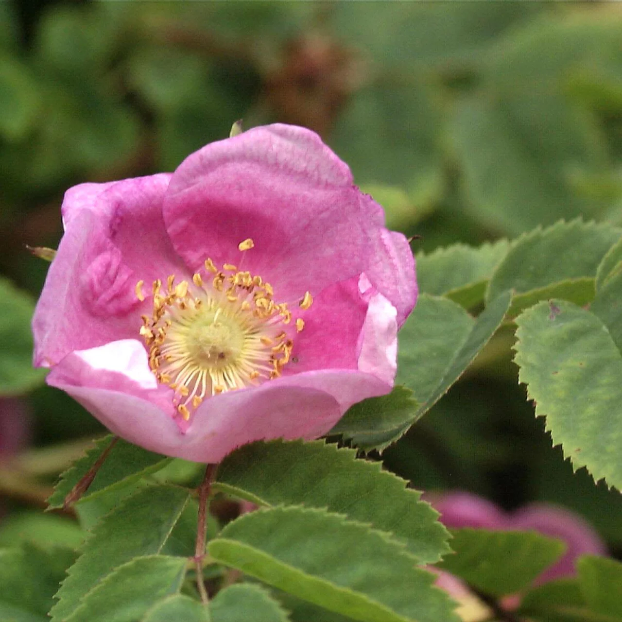 Alpen-Hagrose - stachellose, ökologisch wertvolle Wildrose