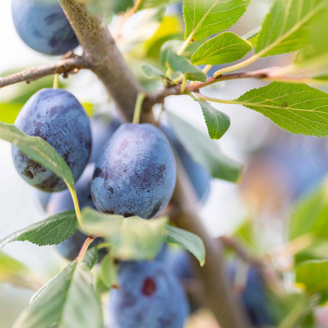 Bio-Zwetschge «Anja» - Säulen-Obstbäume in Bio-Qualität