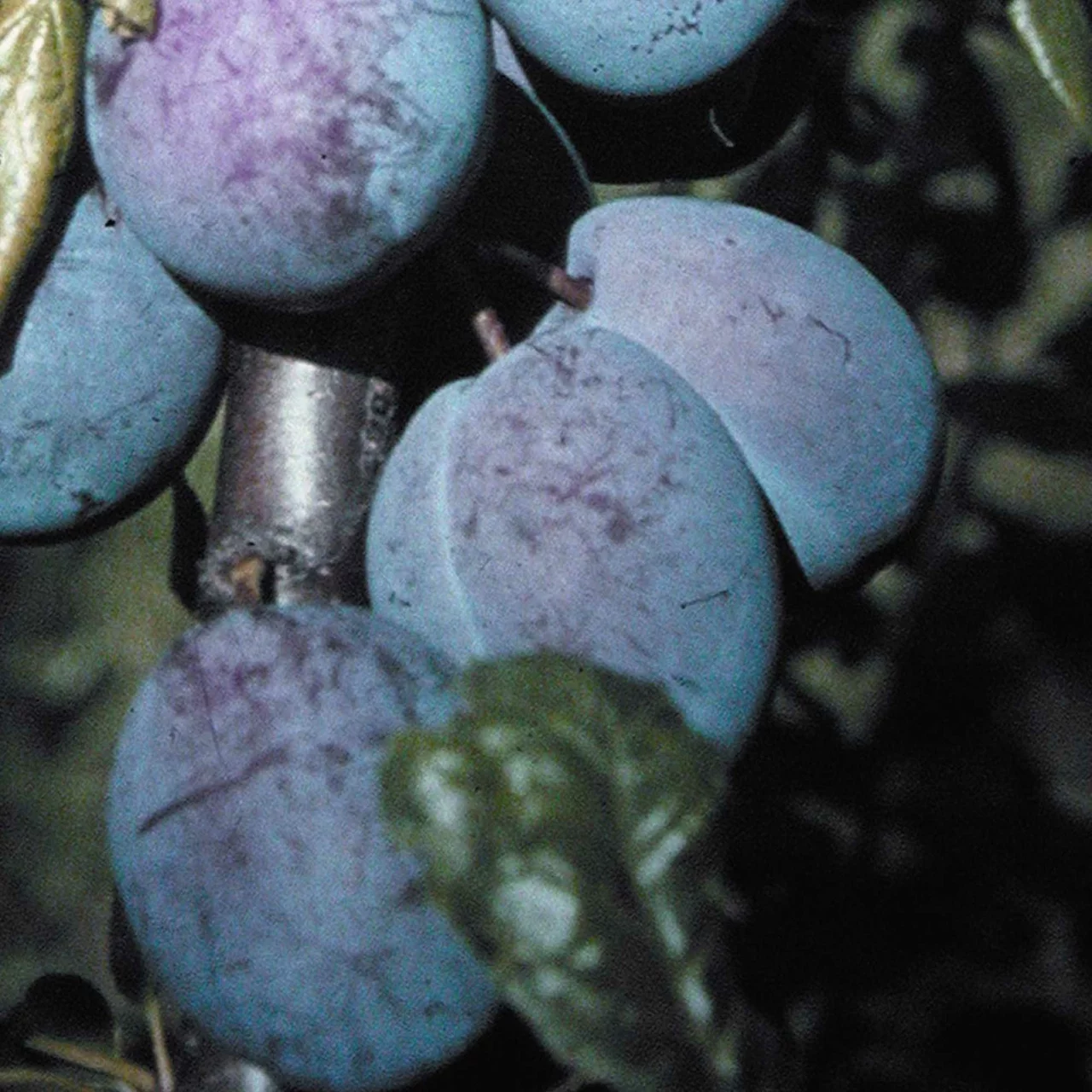 Bio-Säulenzwetschge «Fruca» – Platzsparender Bio-Obstbaum