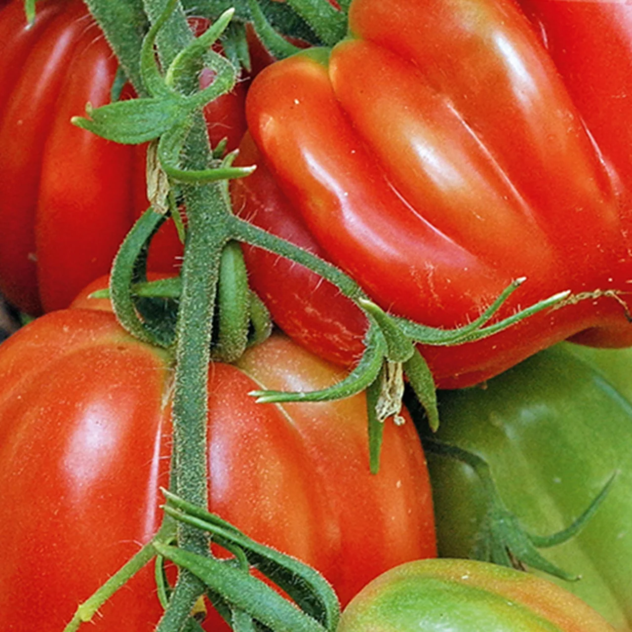 Tomate 'dentelée de Bührer-Keel' – Plantons bio robustes
