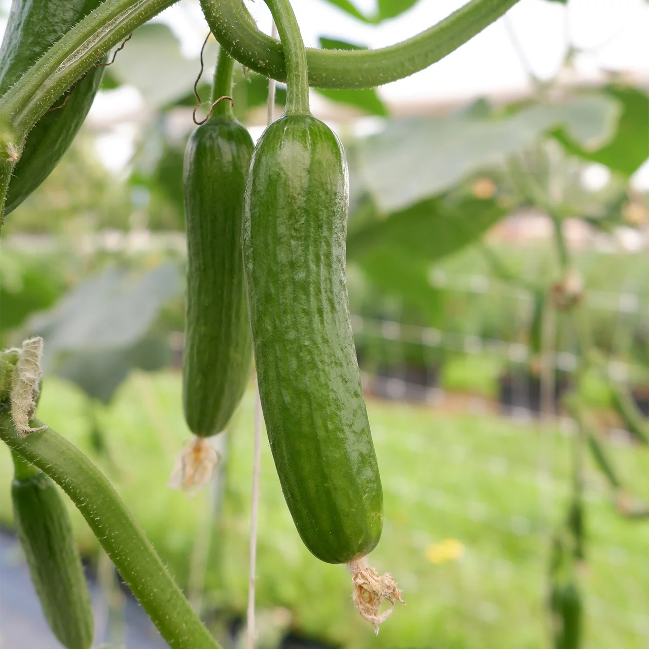 Setzling Midi-Schlangengurke 'Silvia' – Robuste Bio-Setzlinge