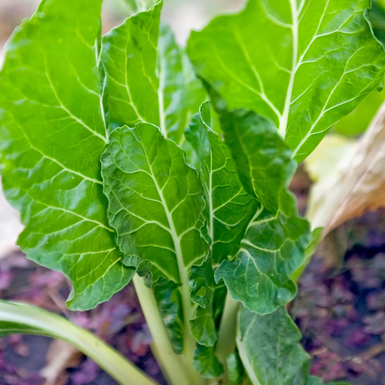 Bio-Setzling Schnittmangold – Robuste biologische Setzlinge