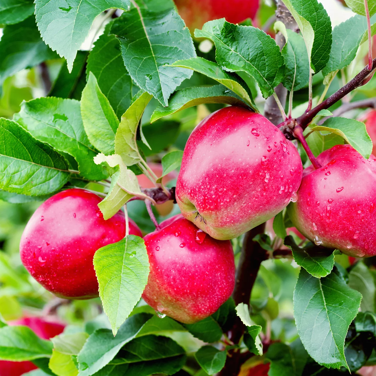 Bio-Apfelbaum 'Gloster' – Robuste biologische Apfelbäume