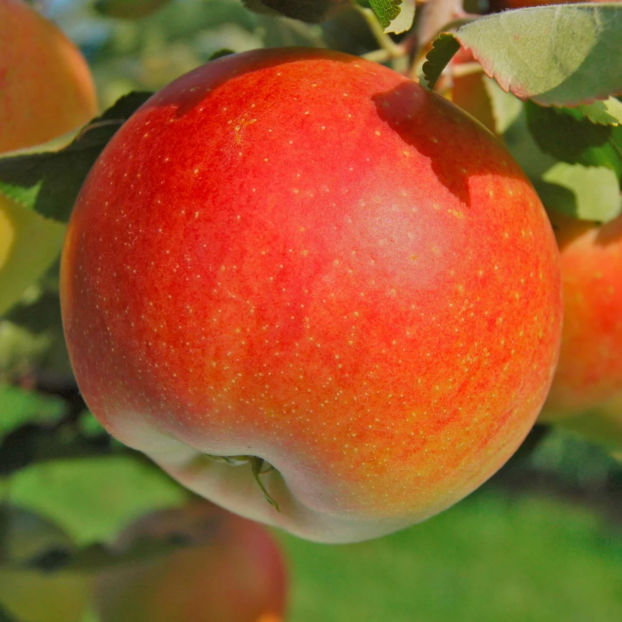 Tafelapfel «Galiwa» (Spindelbaum) – Biologische Apfelbäume