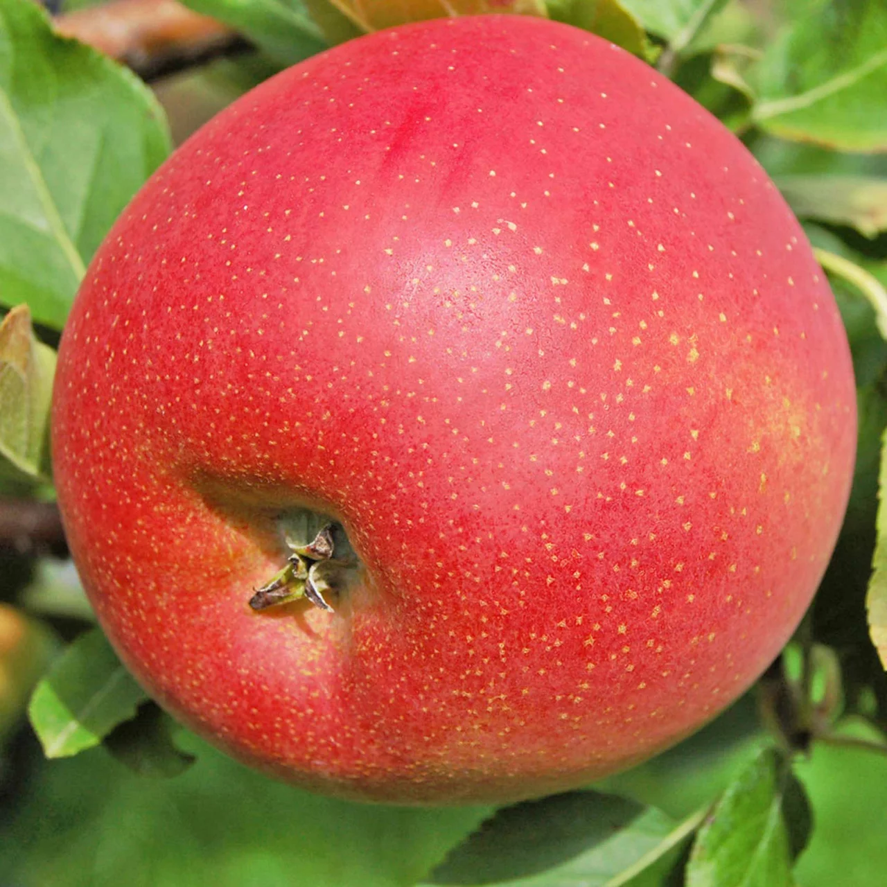 Tafelapfel «Galiwa» (Spindelbaum) – Biologische Apfelbäume