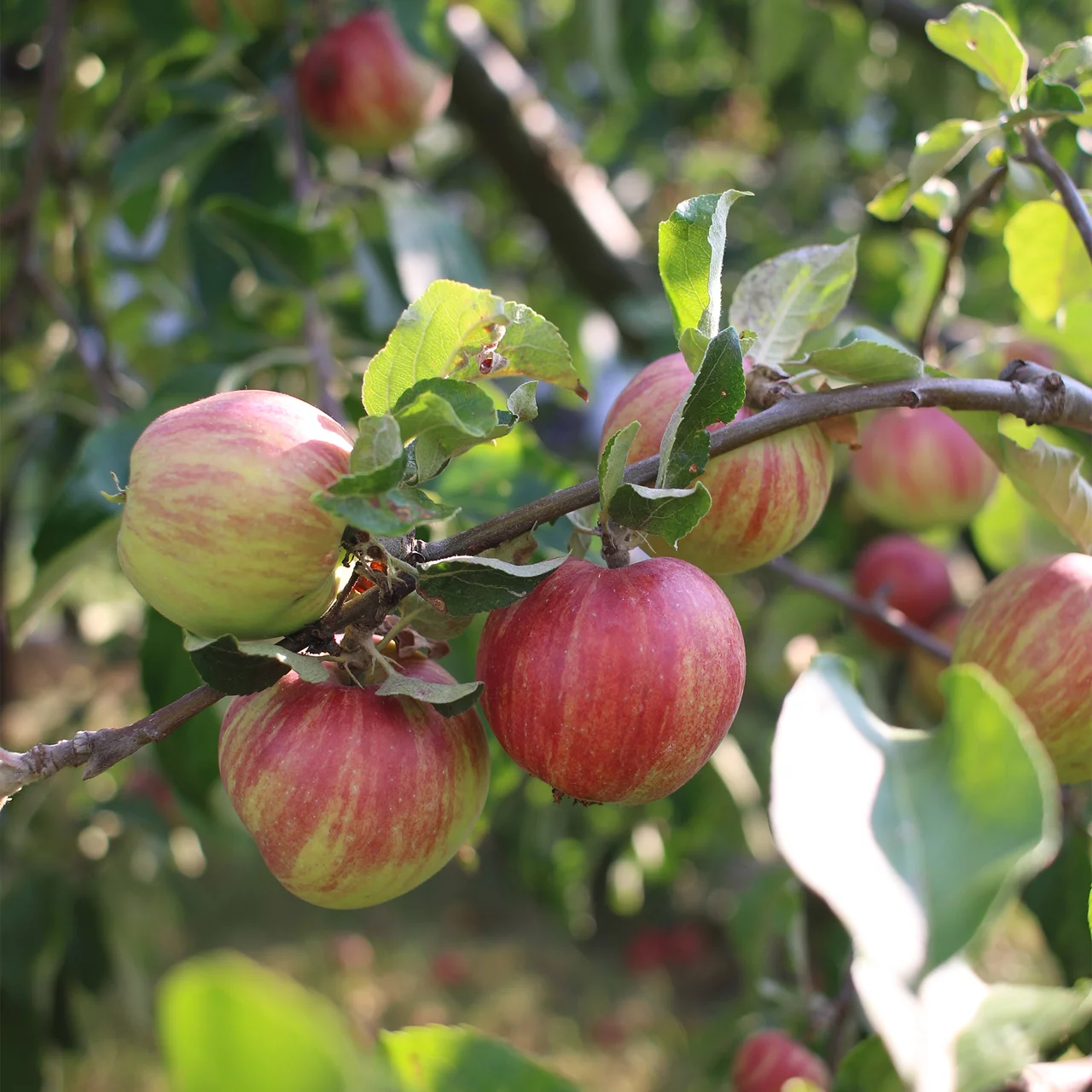 Apfelbaum «Gravensteiner» – Bio-Apfelbäume