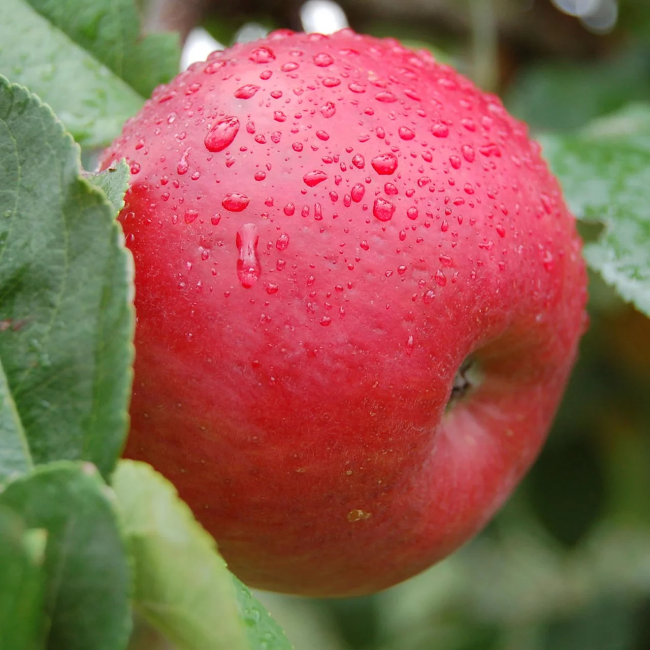 Bio-Apfel «Ladina» – Biologische Apfelbäume in Spindelform