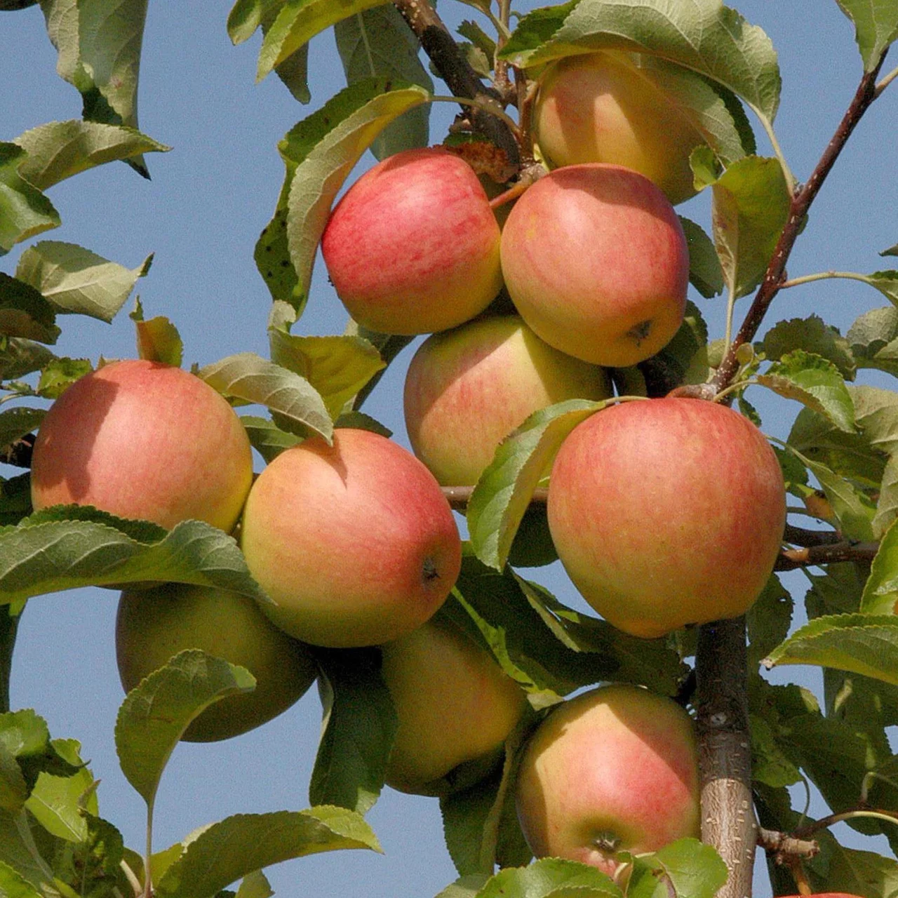 Bio-Apfel «Pinova®» – Biologische Obstbäume (Spindel)