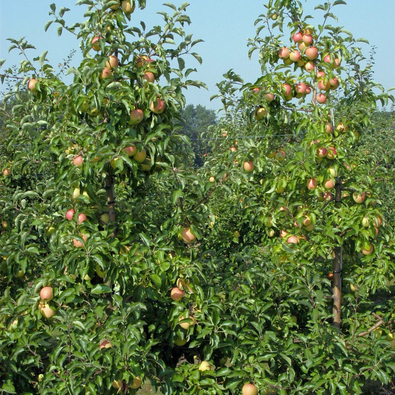 Biologische Schdlingsbekmpfung Obstbume