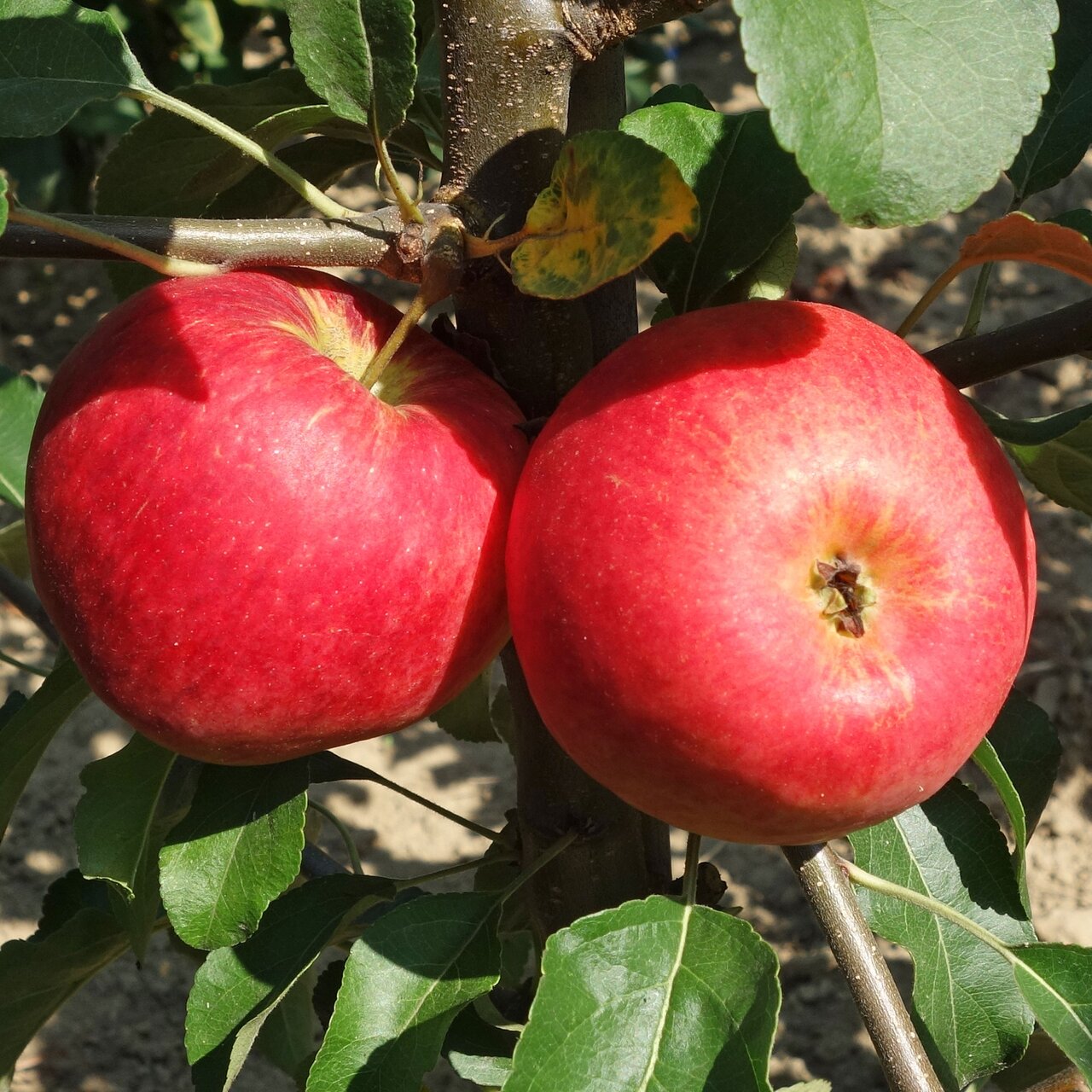 Pommier Red Topaz – Arbres fruitiers en fuseau biologiques
