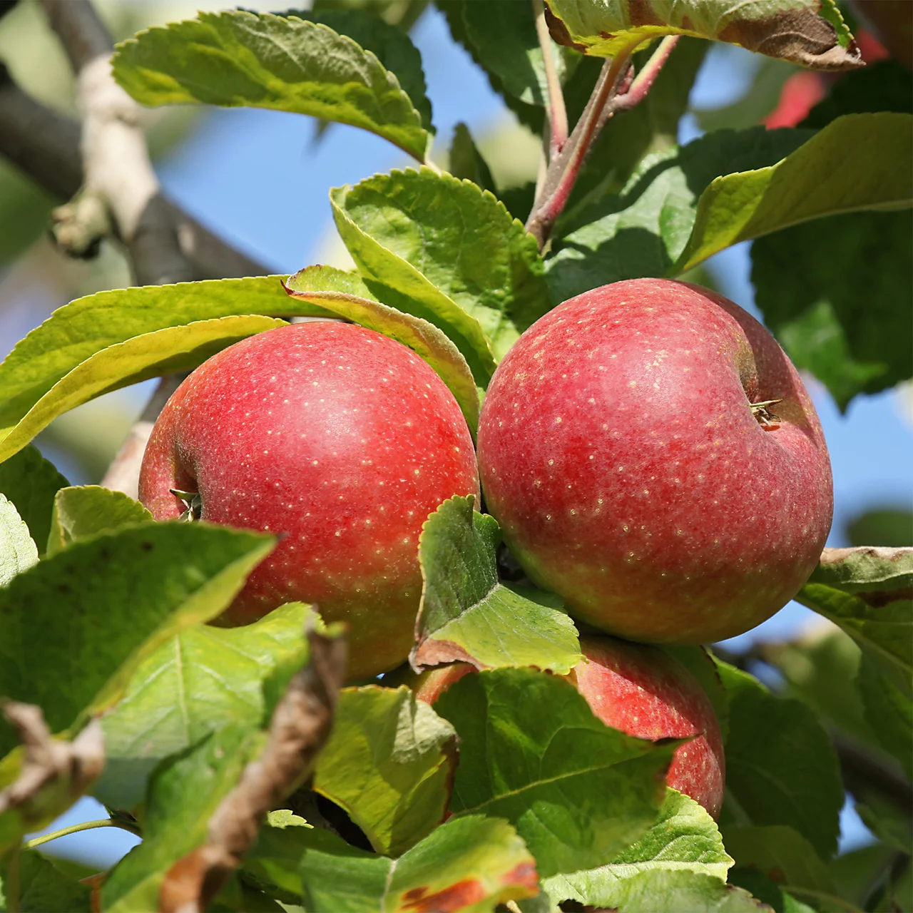 Pommier «Boskoop rouge» – Arbres fruitiers biologiques