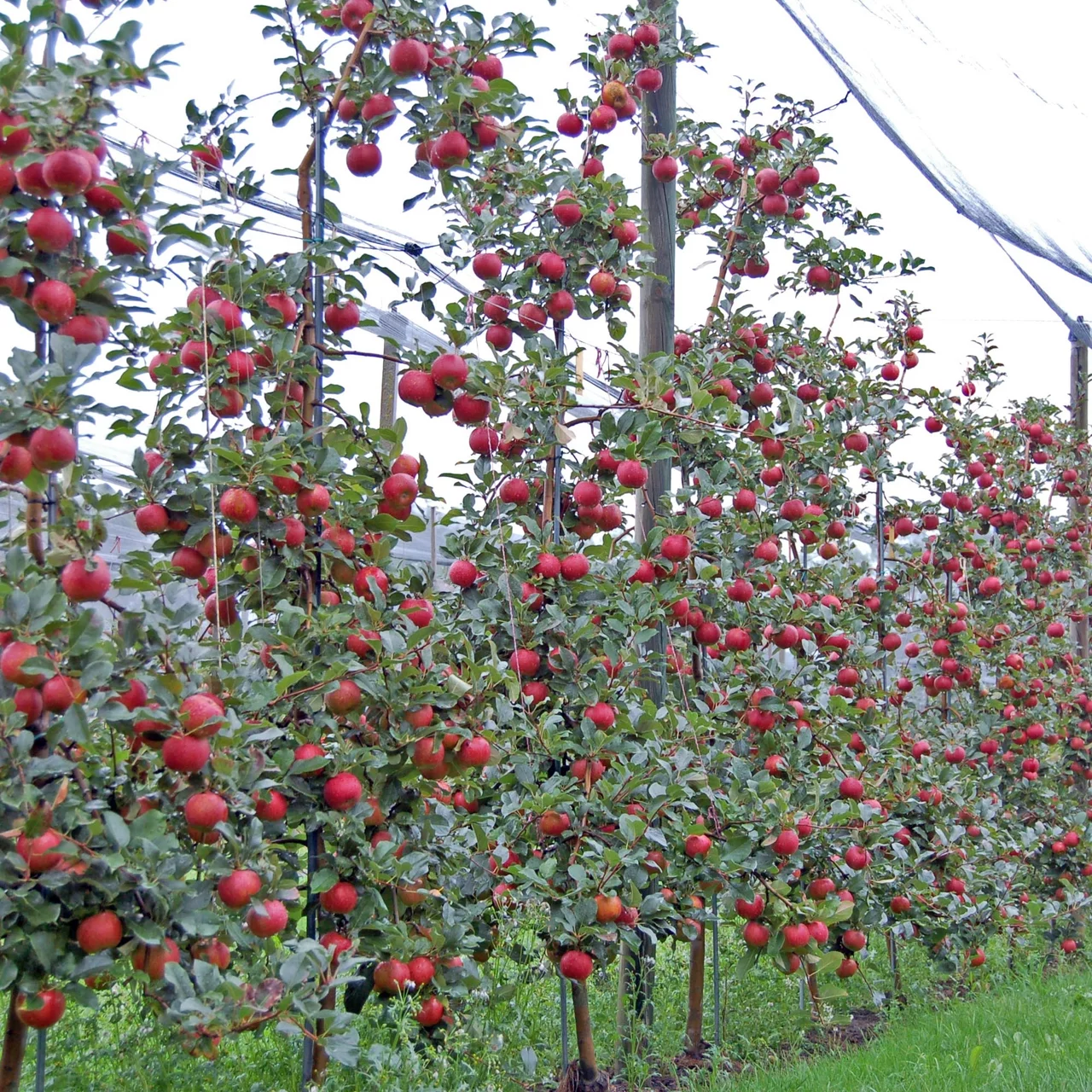 Apfel «Rustica» – Bio-Spindelbaum – Biologische Apfelbäume