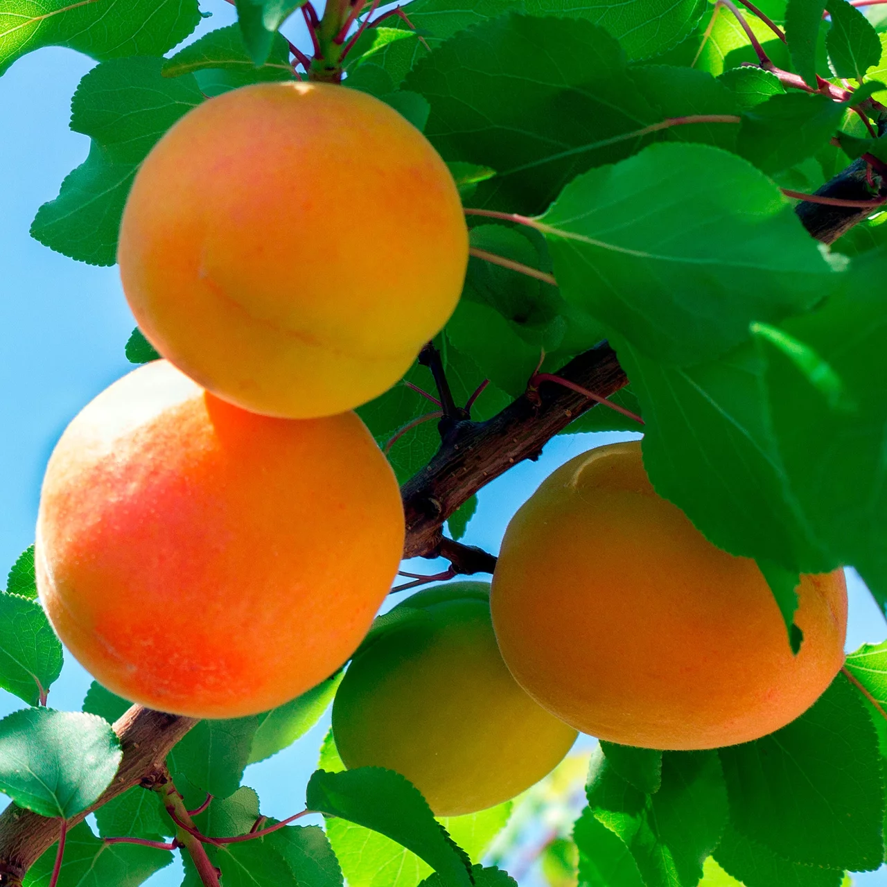 Aprikose «Elsa» (Syn. Lisa) – Spindelbaum – Bio-Obstbäume