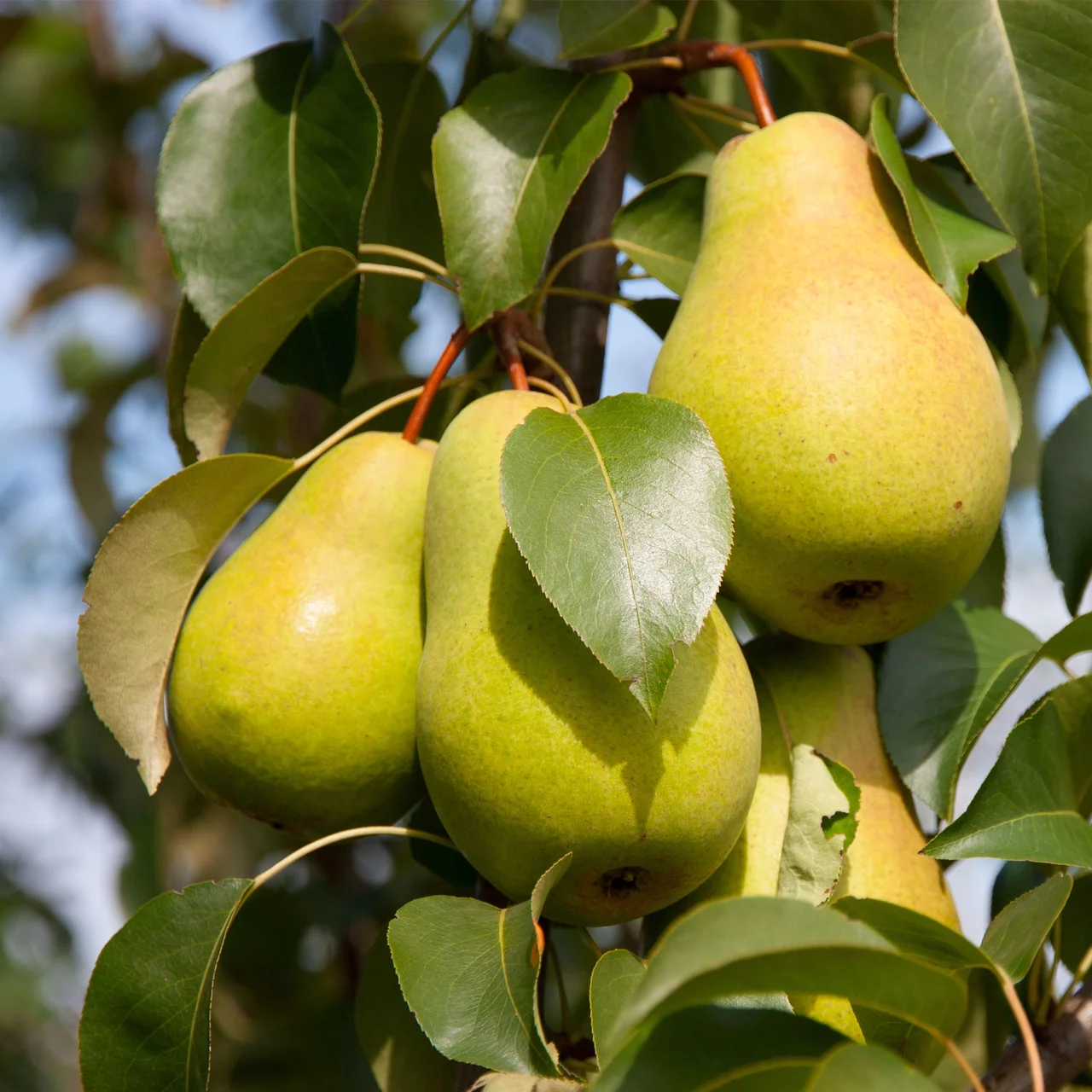 Birne «Gellerts Butterbirne» – Biologische Birnenbäume