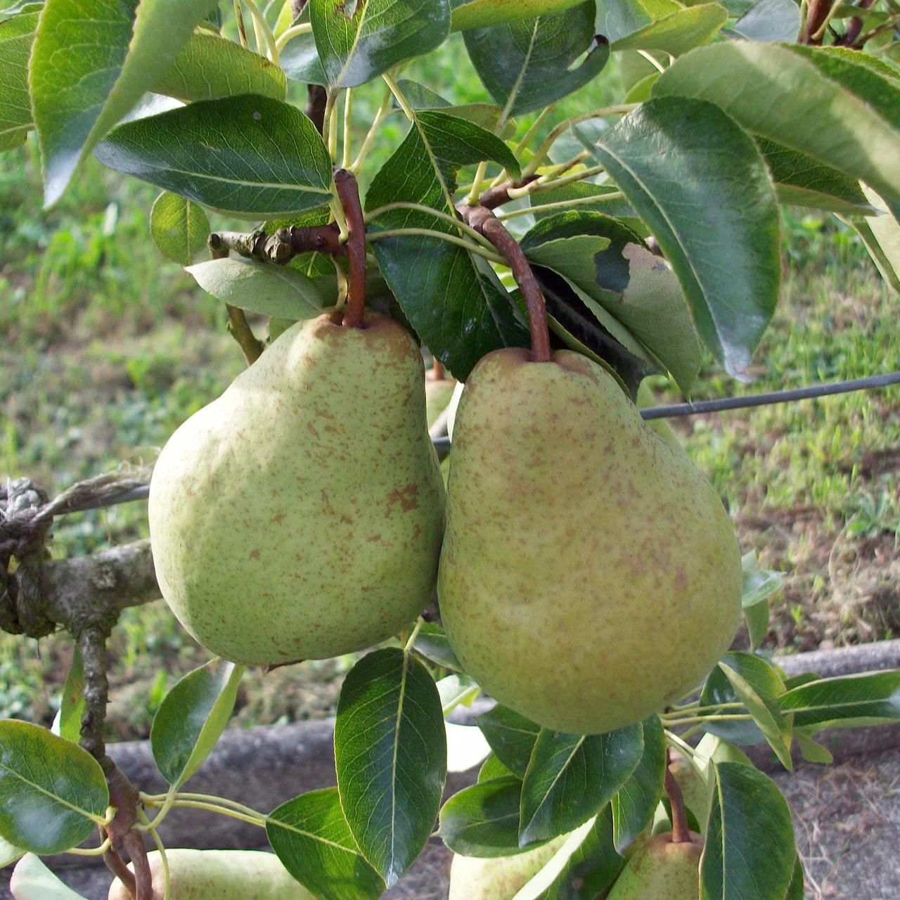 Bio-Birne «Williams Christbirne» – Biologische Obstbäume