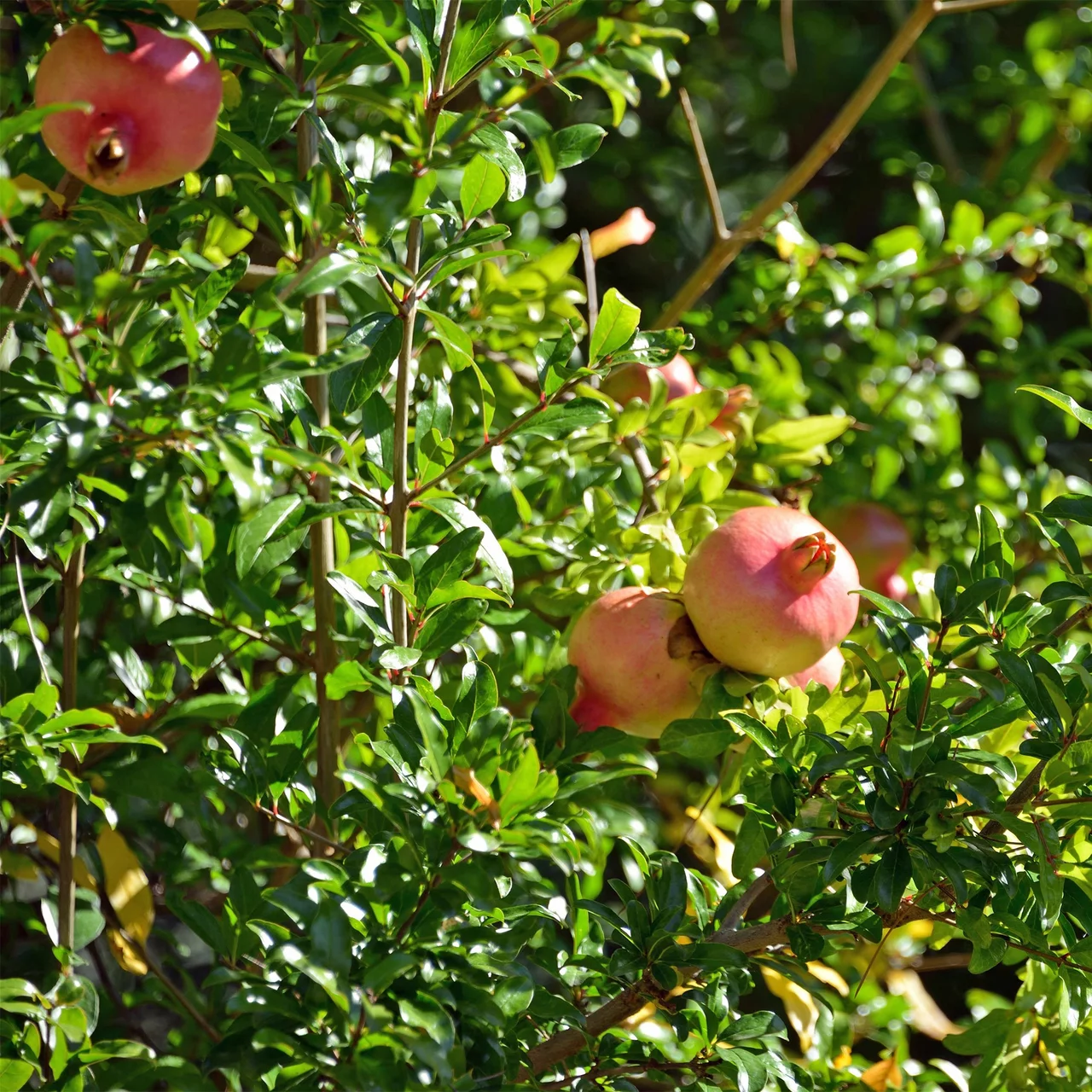 Bio-Granatapfel Acco – Biologische Blüten- und Fruchtstrauch