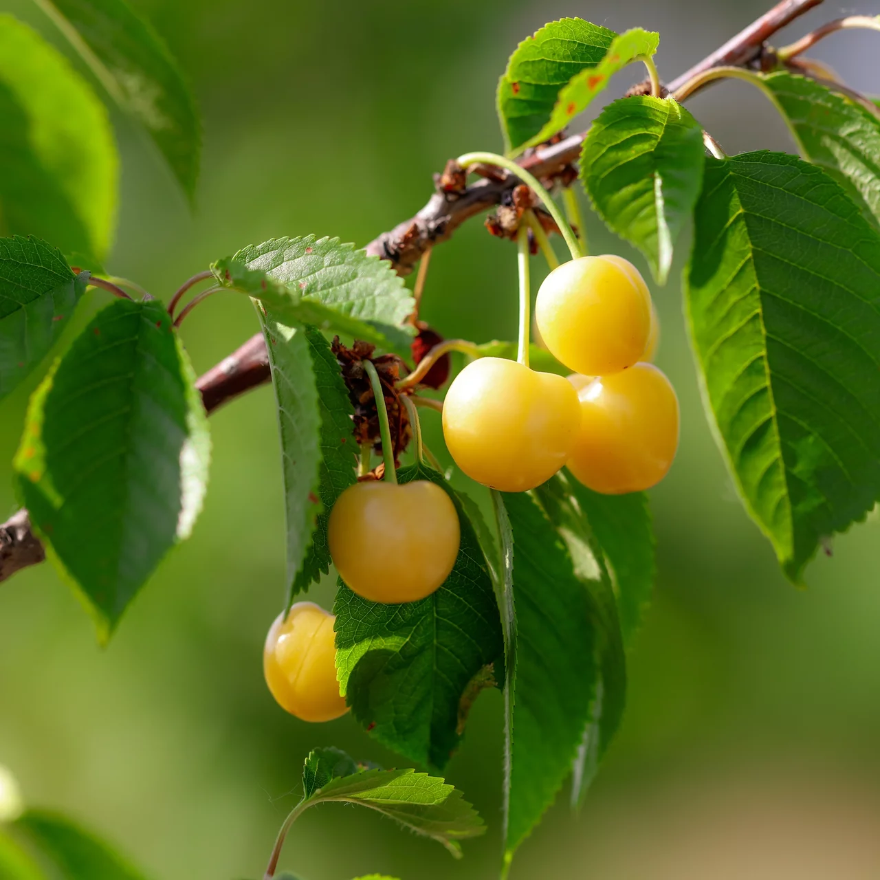 Bio-Kirsche «Dönissens Gelbe» – Biologische Kirschbäume
