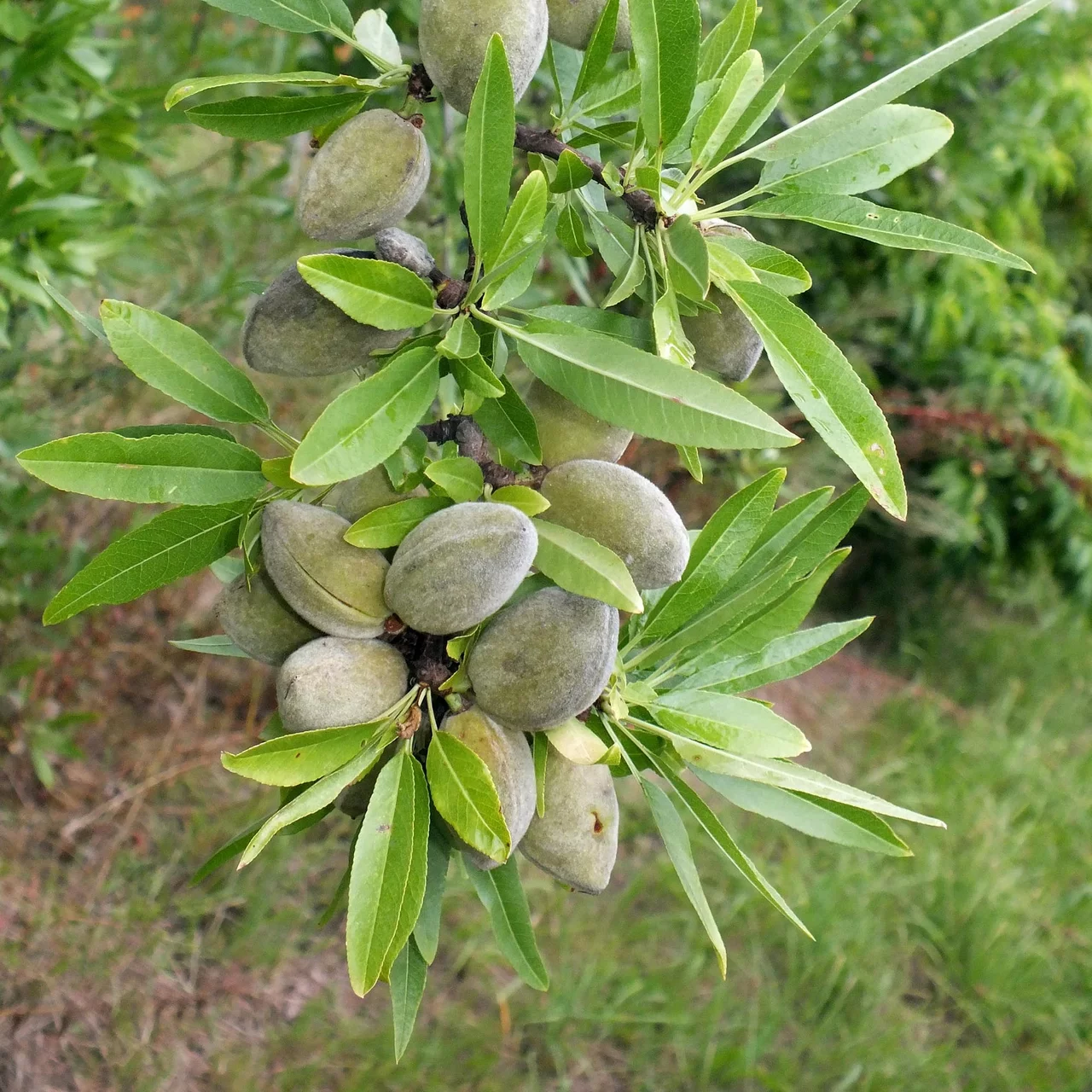 Mandel «Papersky®» – Weissblühender Bio-Mandelbaum (Spindel)