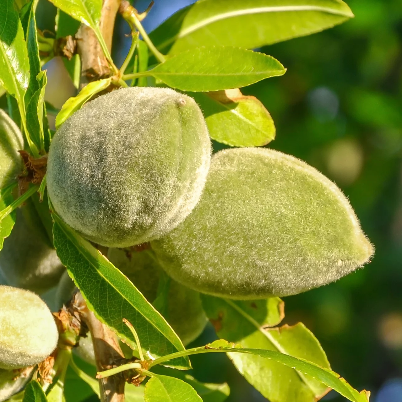Amandier «Weisse Krachmandel» – Fruits sauvages bio