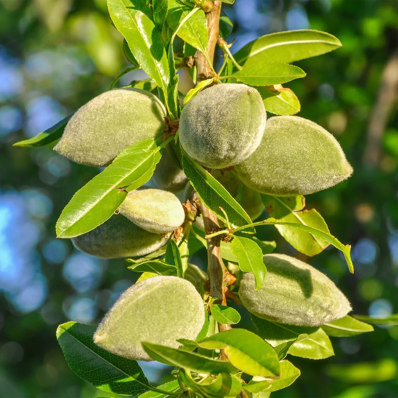 Mandel «Weisse Krachmandel» – Biologische Wildobstbäume