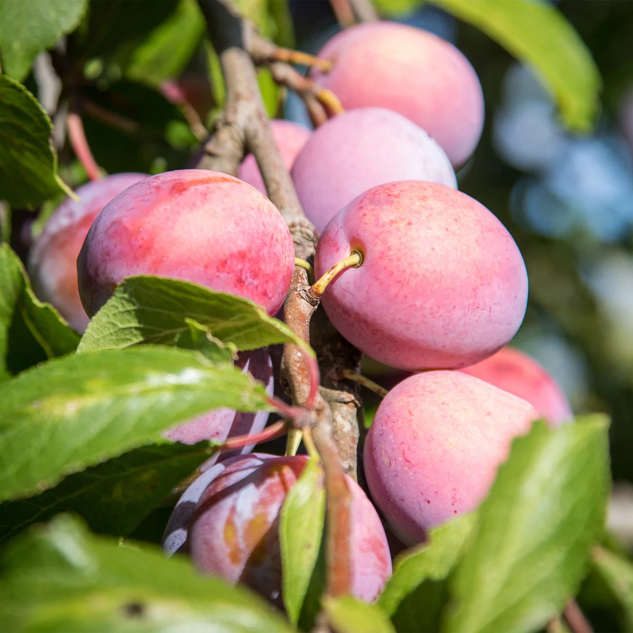 Prunier «Reine-Claude d'Althan» – Arbres fruitiers bio
