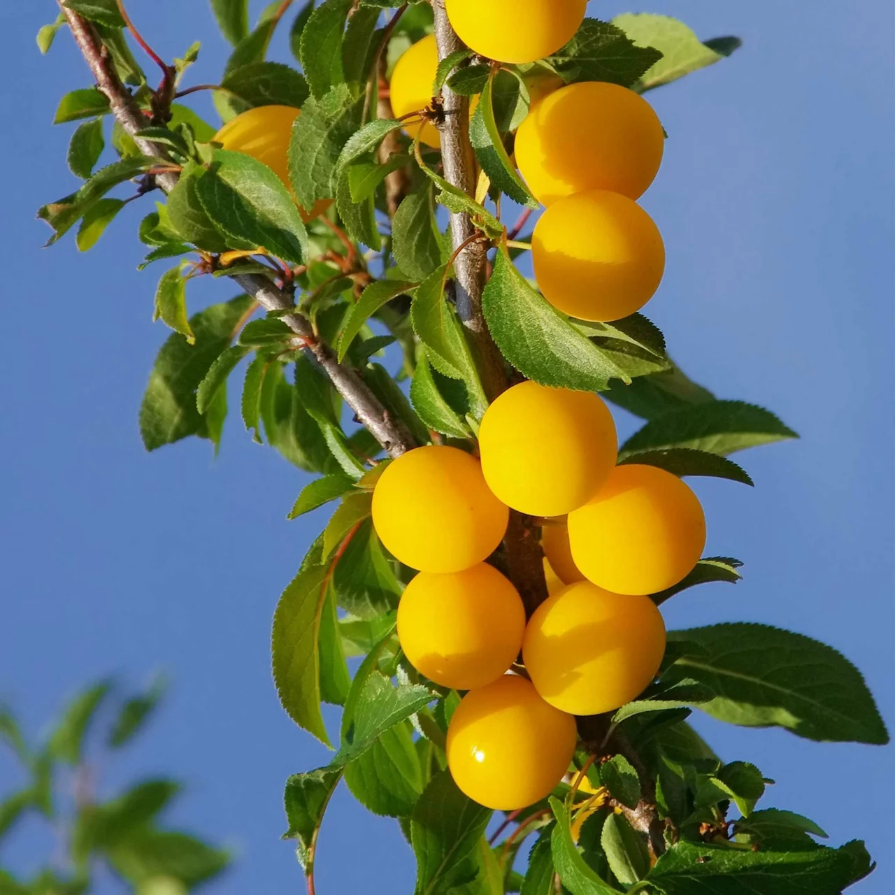 Prunier «Mirabelle de Nancy» – Arbres fruitiers en fuseau bio