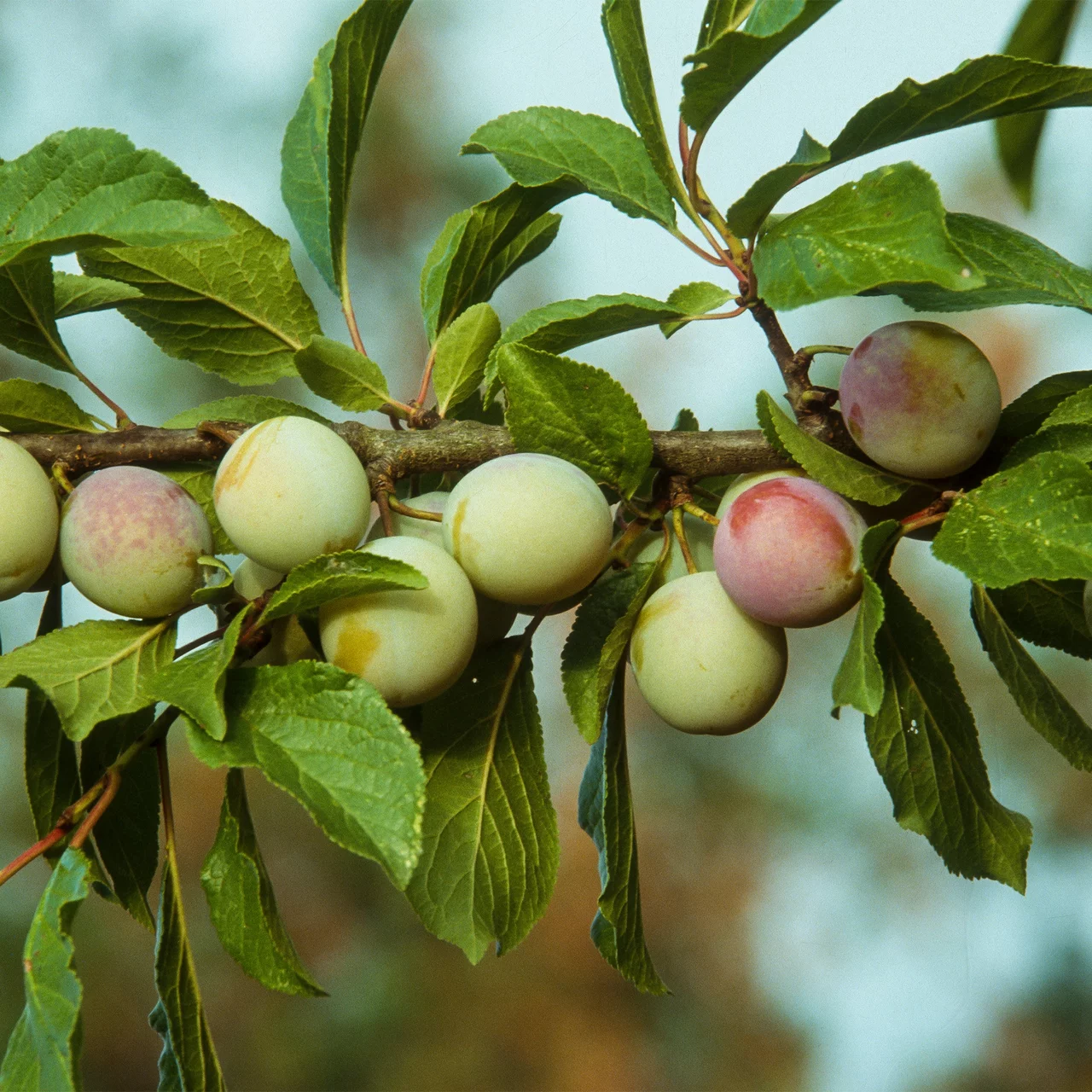 Bio-Pflaume «Oullins Reneklode» – Biologische Obstbäume