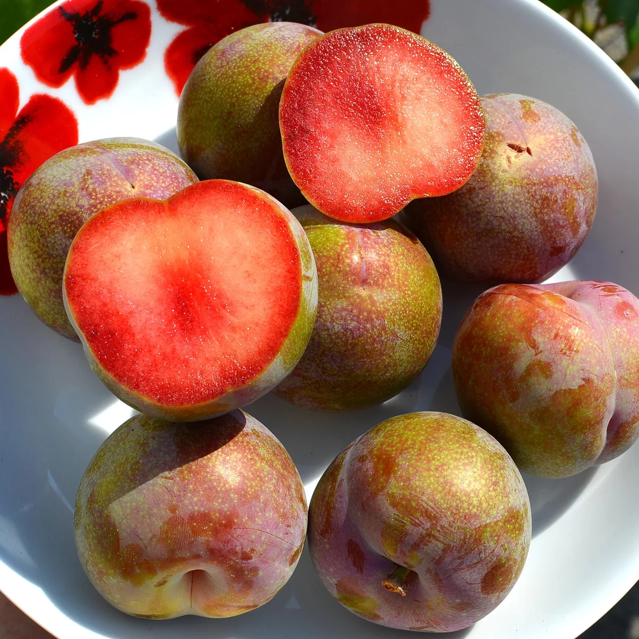 «Pluot® Flavor Supreme» – Pflaume x Aprikose – Spindelbaum