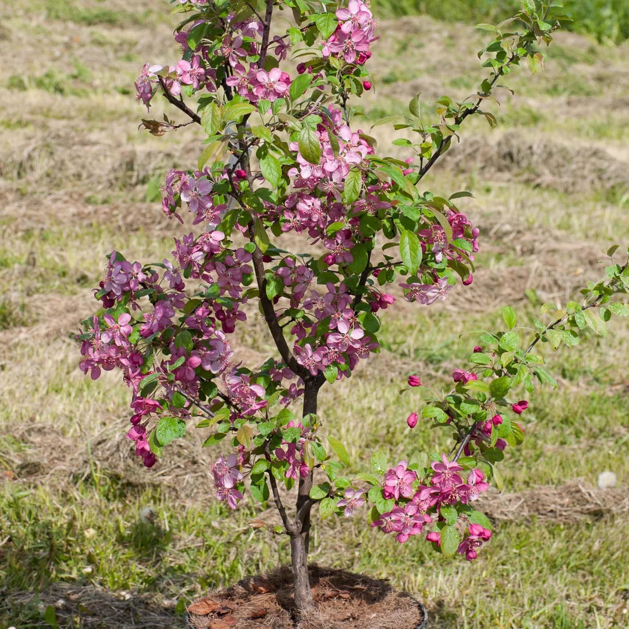 Zierapfel «Coccinella» (Spindelobst) – Biologische Obstbäume